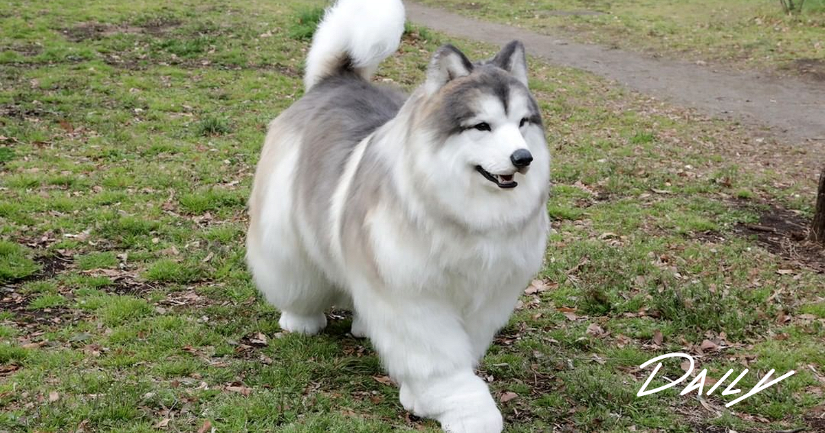 Переодевающийся в колли японец нашел друга. Тот перевоплощается в ...