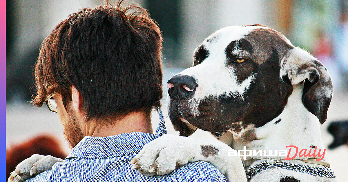 Ученые установили, что собаки не любят обниматься - Афиша Daily